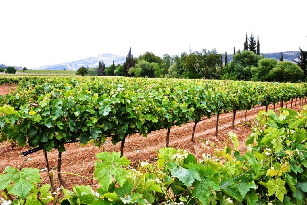 Φθίνει με μειούμενους ρυθμούς ο ελληνικός αμπελώνας, λόγω των νέων ...